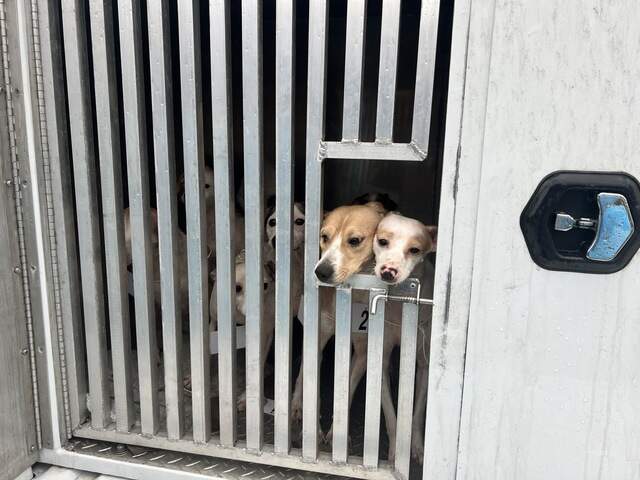 Centre County PAWS seeks help after emergency with 37 dogs | Centre ...
