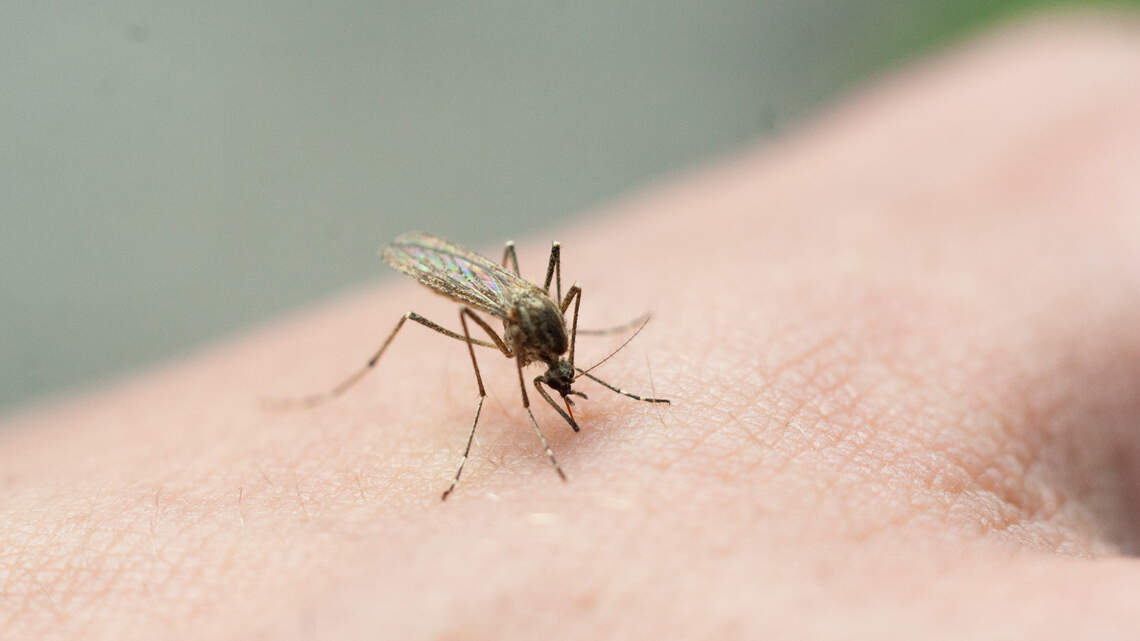 Two West Nile virus cases crop up in Sedgwick County, Kansas | Wichita ...